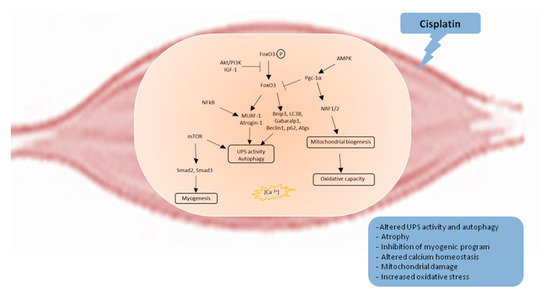 IJMS | Special Issue : Cisplatin in Cancer Therapy: Molecular ...