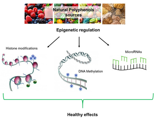 Healthy Effects of Plant Polyphenols: Molecular Mechanisms