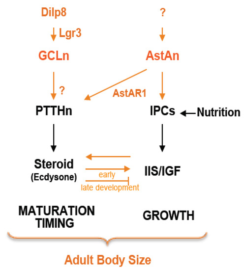 Growth and Maturation in Development: A Fly’s Perspective