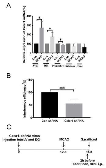 CELSR1 Promotes Neuroprotection in Cerebral Ischemic Injury Mainly ...