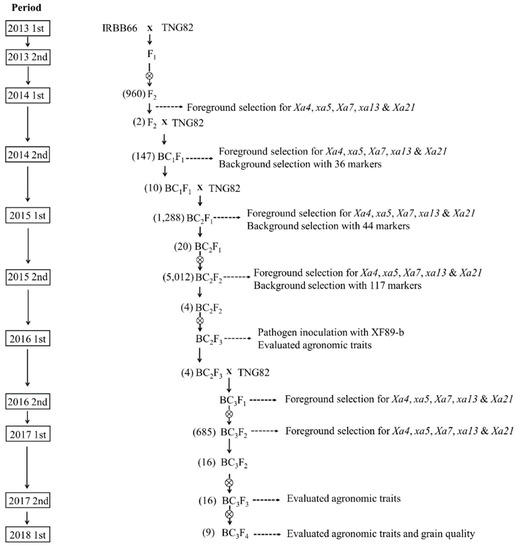 Pyramiding Bacterial Blight Resistance Genes in Tainung82 for Broad ...