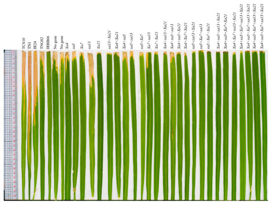 Pyramiding Bacterial Blight Resistance Genes in Tainung82 for Broad ...