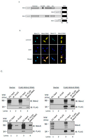 Mdm2 and MdmX RING Domains Play Distinct Roles in the Regulation of p53 ...