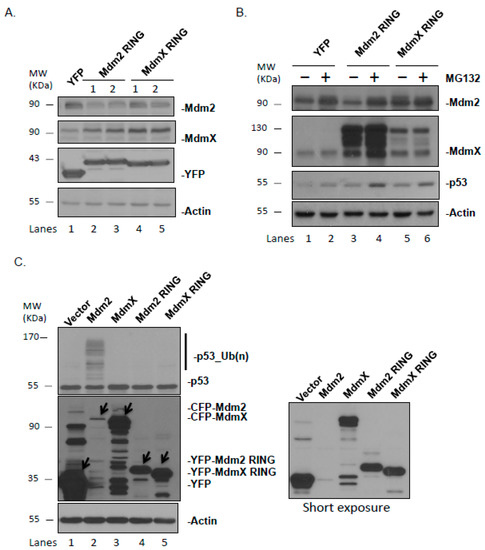 Mdm2 and MdmX RING Domains Play Distinct Roles in the Regulation of p53 ...