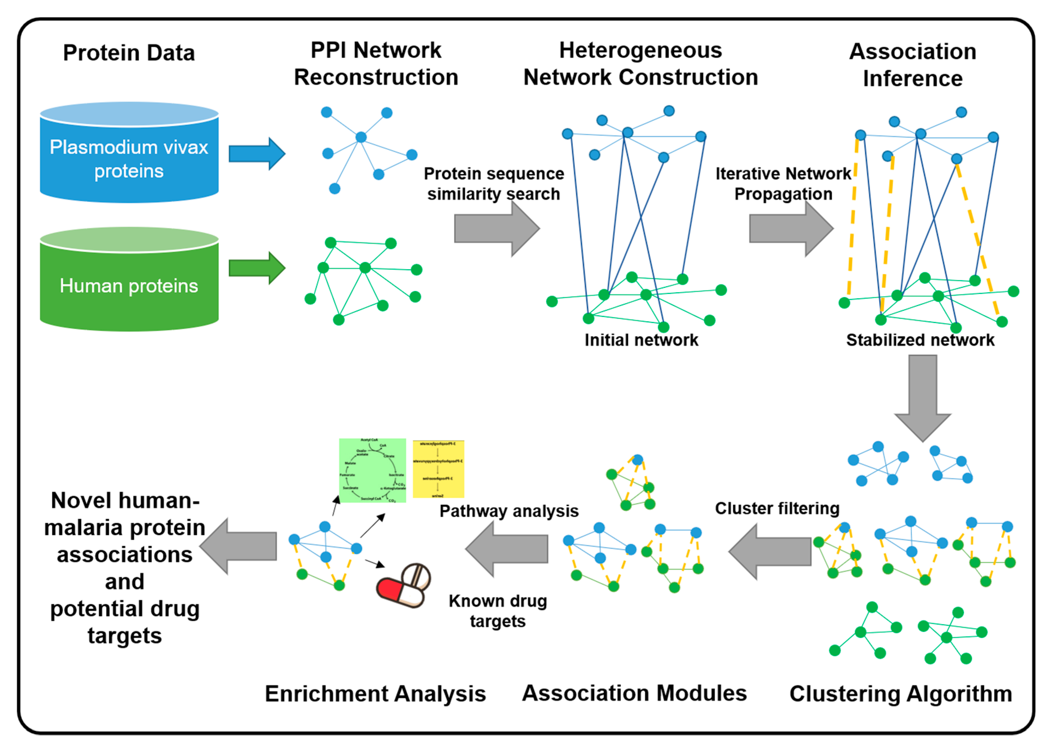 Heterogeneous Network Model to Identify Potential Associations Between Plasmodium vivax and ...