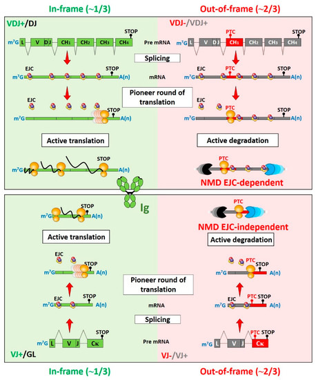 Mechanisms and Regulation of Nonsense-Mediated mRNA Decay and Nonsense ...