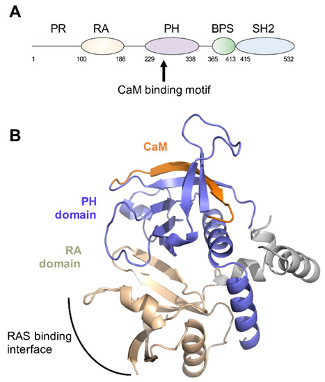 Direct Interaction between Calmodulin and the Grb7 RA-PH Domain