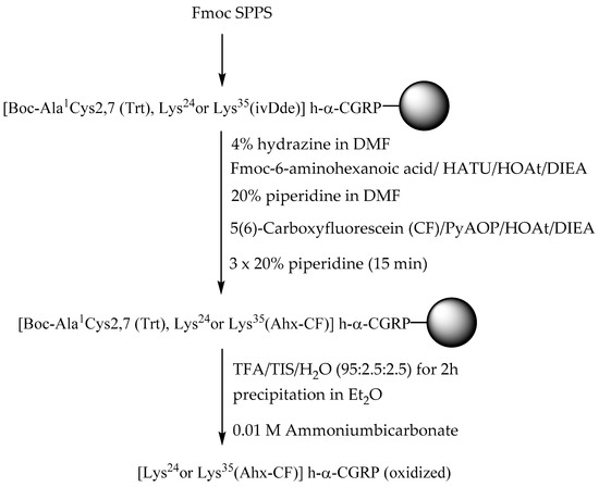 Fluorescent Analogues of Human α-Calcitonin Gene-Related Peptide with ...