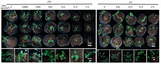 Inheritance and Molecular Characterization of a Novel Mutated AHAS Gene ...