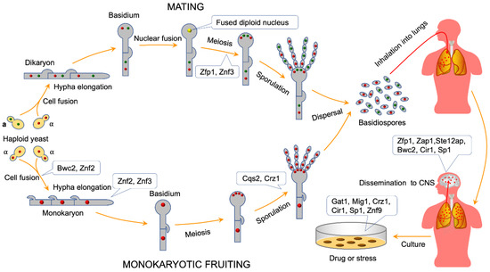 Zinc Finger Proteins in the Human Fungal Pathogen Cryptococcus neoformans