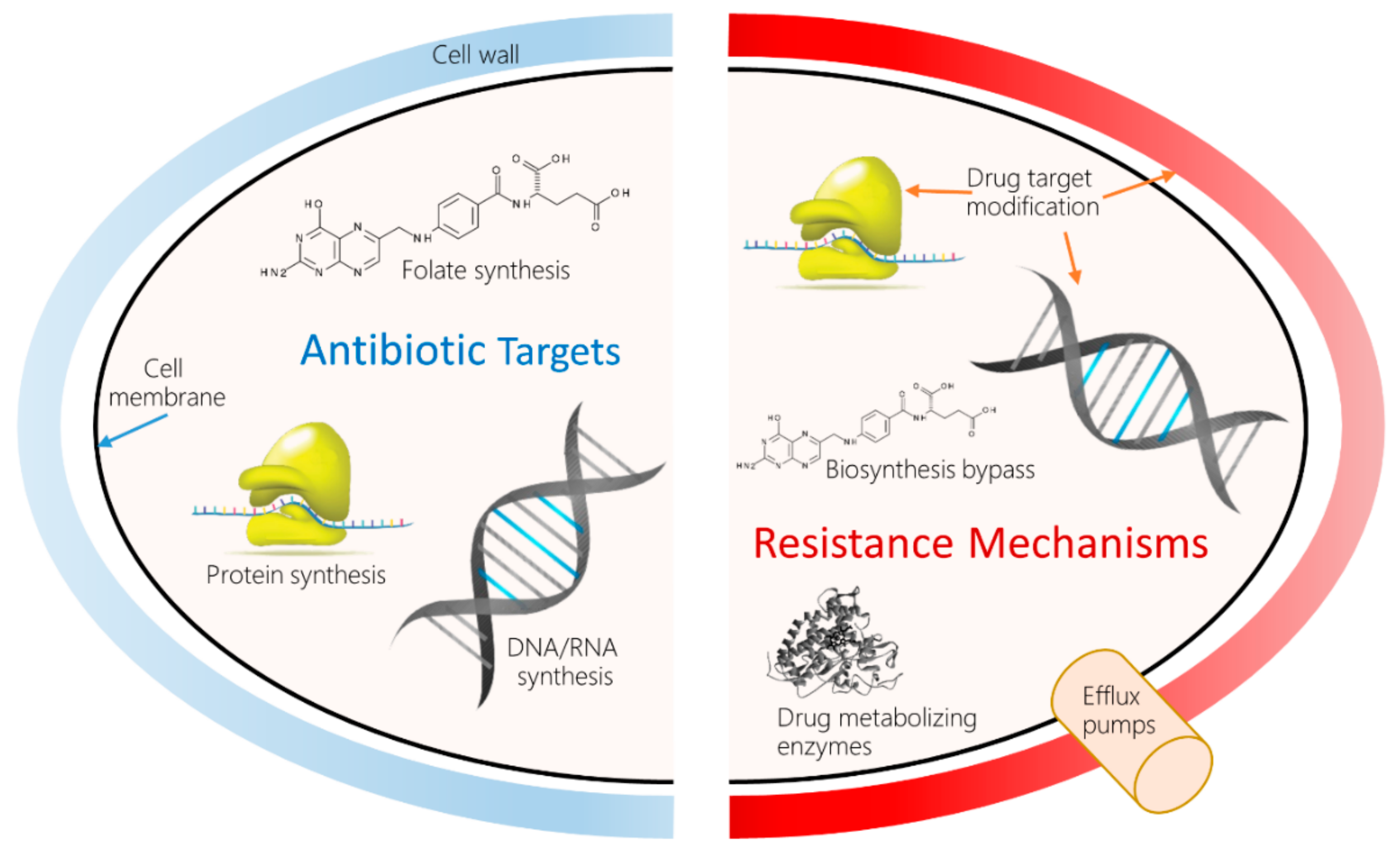 Mechanisms Of Antibiotic Resistance Mechanisms Of Antibiotic Resistance