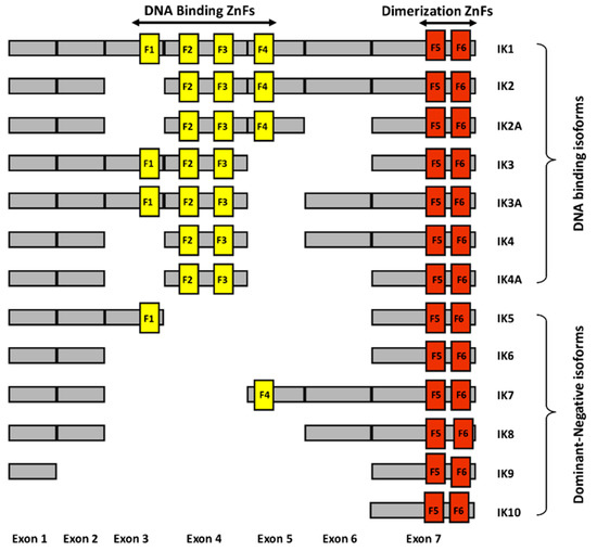 Transcriptional Regulation of Genes by Ikaros Tumor Suppressor in Acute ...