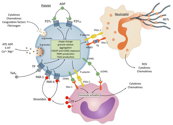 IJMS | Free Full-Text | P2Y12 Inhibition beyond Thrombosis: Effects on ...