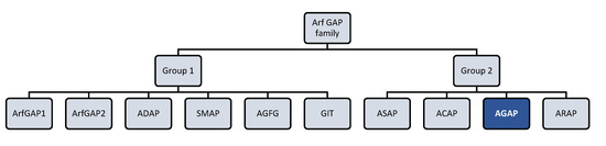 AGAP2: Modulating TGFβ1-Signaling in the Regulation of Liver Fibrosis