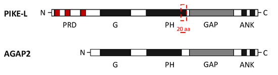 AGAP2: Modulating TGFβ1-Signaling in the Regulation of Liver Fibrosis