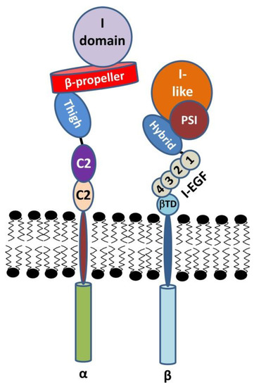 β2 Integrins—Multi-Functional Leukocyte Receptors in Health and Disease