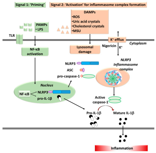 Inflammasomes—A Molecular Link for Altered Immunoregulation and ...