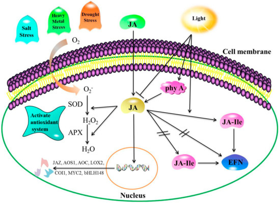 Functions of Jasmonic Acid in Plant Regulation and Response to Abiotic ...