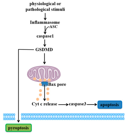 Mechanisms and Therapeutic Regulation of Pyroptosis in Inflammatory ...