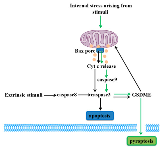 Mechanisms and Therapeutic Regulation of Pyroptosis in Inflammatory ...