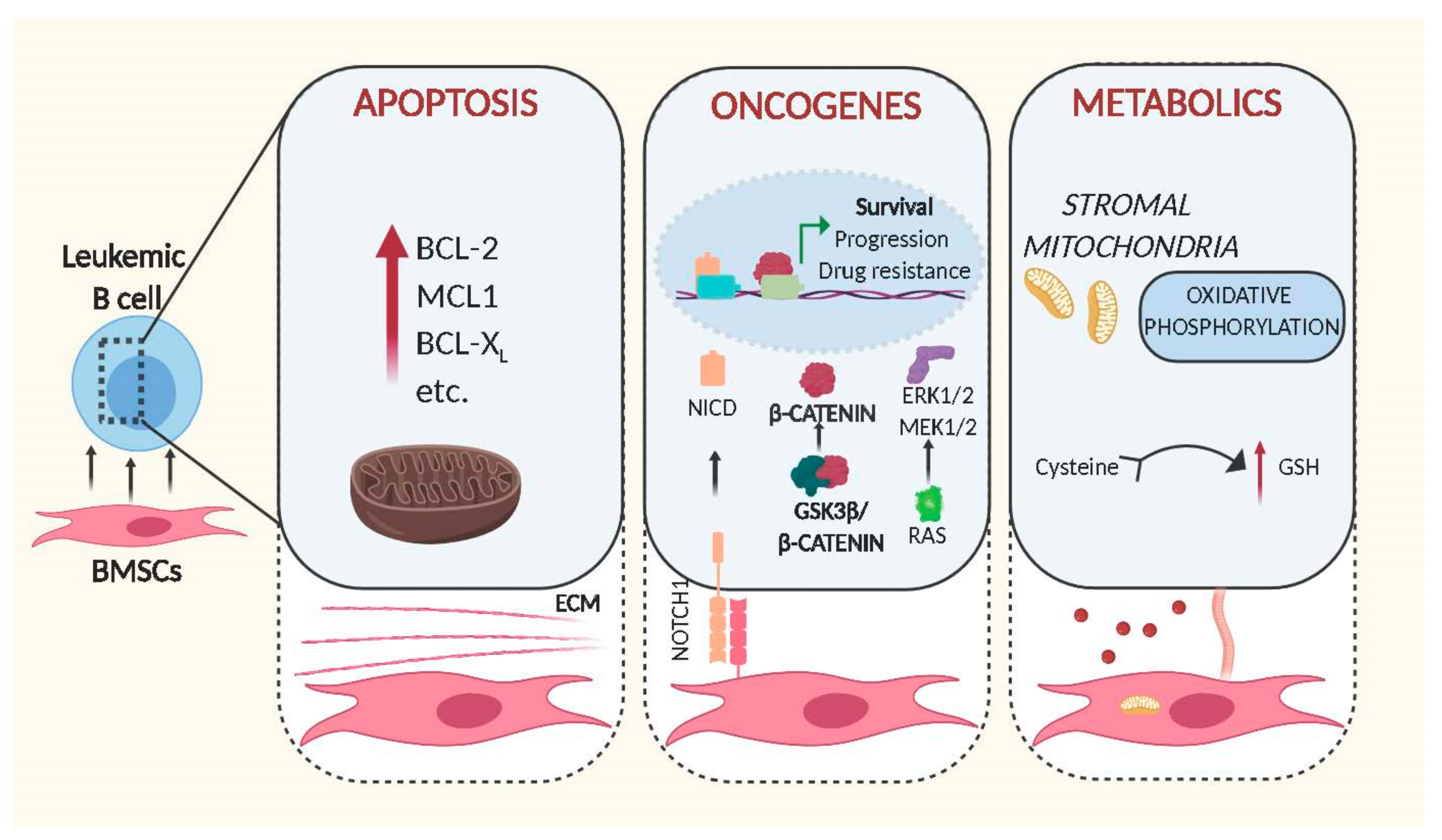Bone Marrow Stromal Cells Drive Key Hallmarks Of B Cell Malignancies