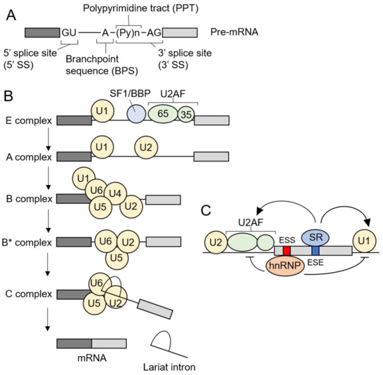 Roles of Splicing Factors in Hormone-Related Cancer Progression