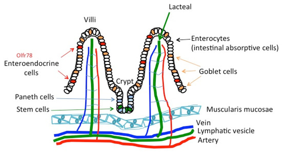 The Effects of Essential Oils and Terpenes in Relation to Their Routes ...