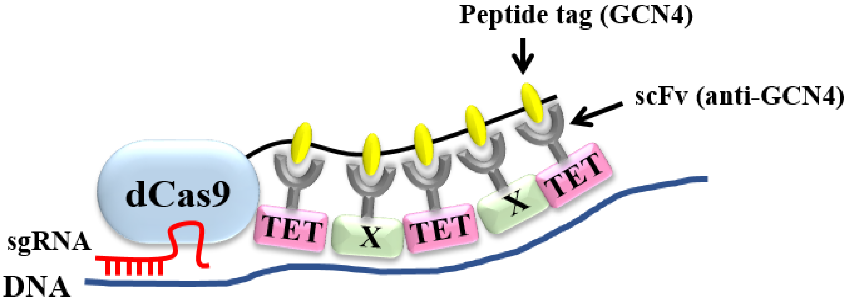 Synergistic Upregulation of Target Genes by TET1 and VP64 in the dCas9 ...