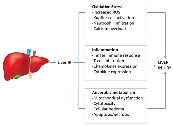 IJMS | Free Full-Text | Biomarkers of Liver Injury during ...