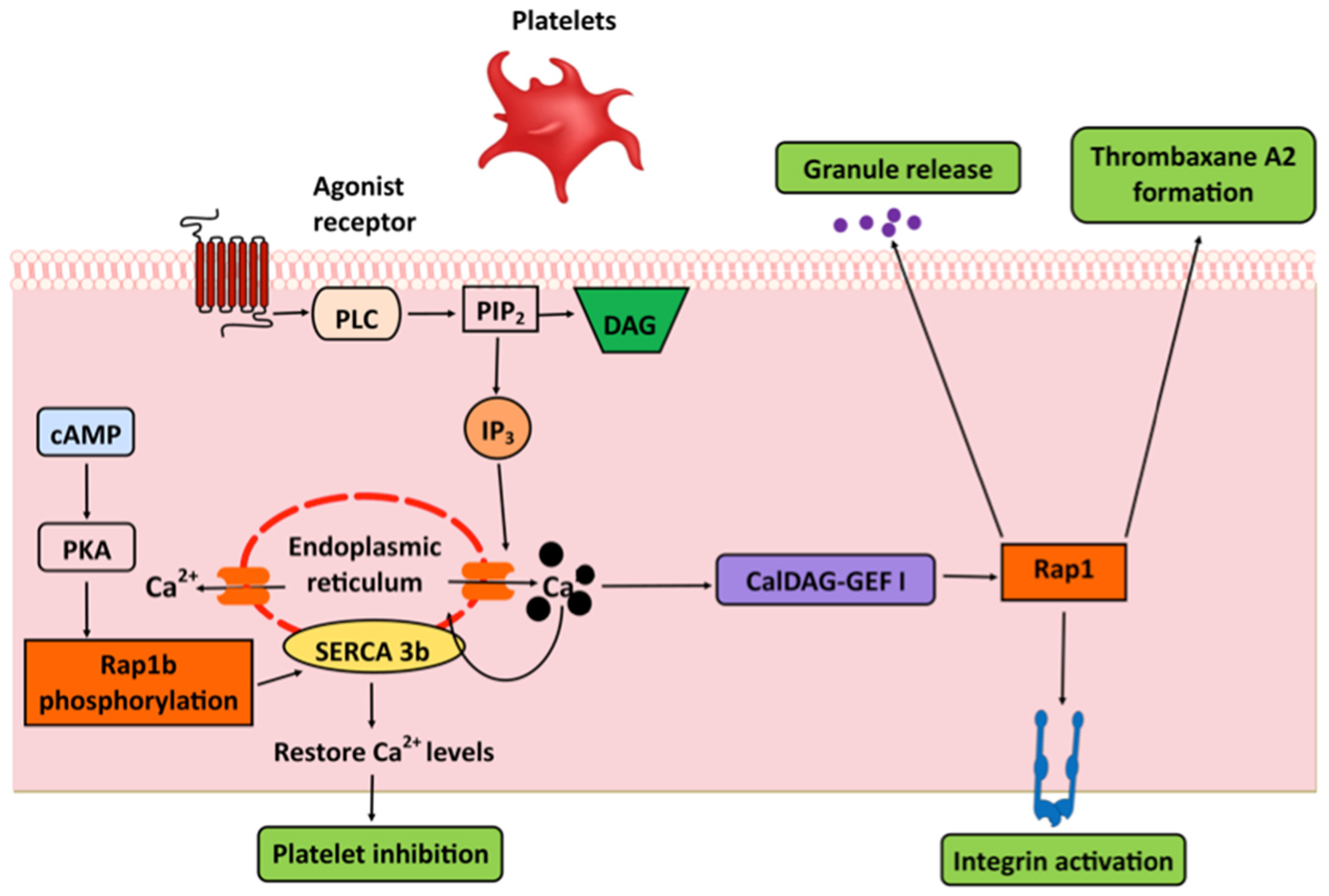 Rap1 Signaling Pathway
