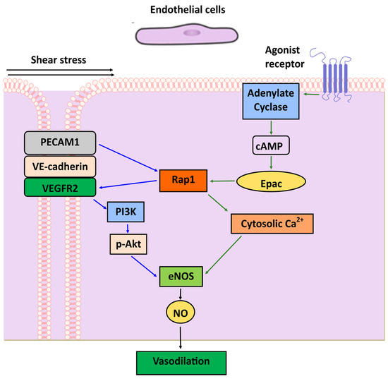 Integration of Rap1 and Calcium Signaling