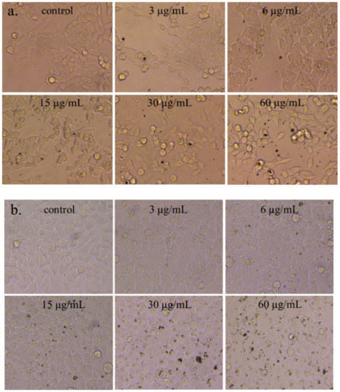 Evaluation of the Genotoxic and Oxidative Damage Potential of Silver ...