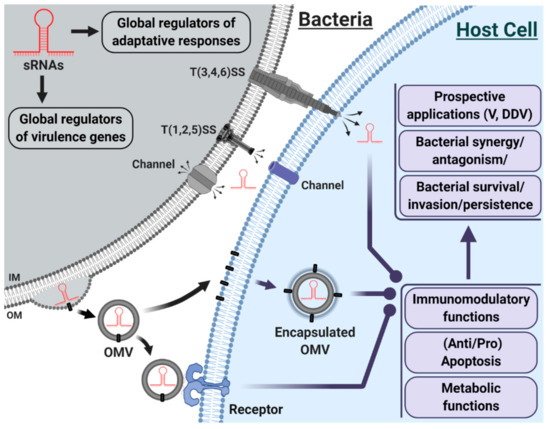 RNA-Sequencing Analyses of Small Bacterial RNAs and their Emergence as Virulence Factors in Host ...