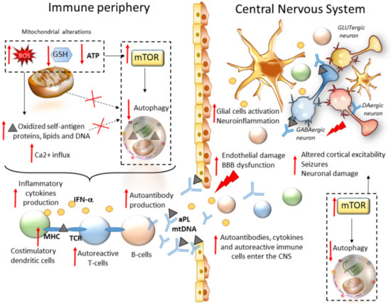 mTOR-Related Cell-Clearing Systems in Epileptic Seizures, an Update