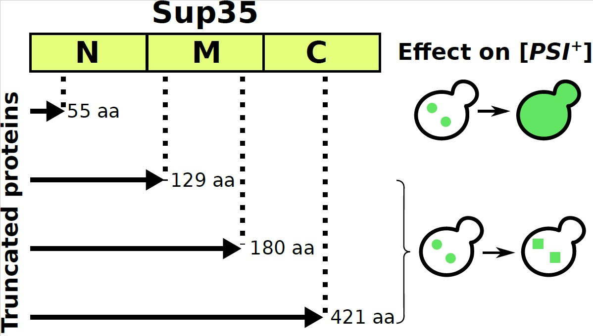 IJMS | Free Full-Text | Nonsense Mutations in the Yeast SUP35 Gene ...