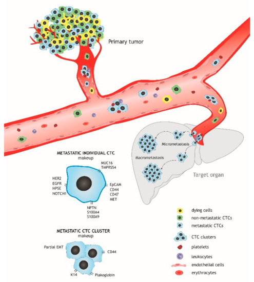Heterogeneity of Circulating Tumor Cells in Breast Cancer: Identifying Metastatic Seeds