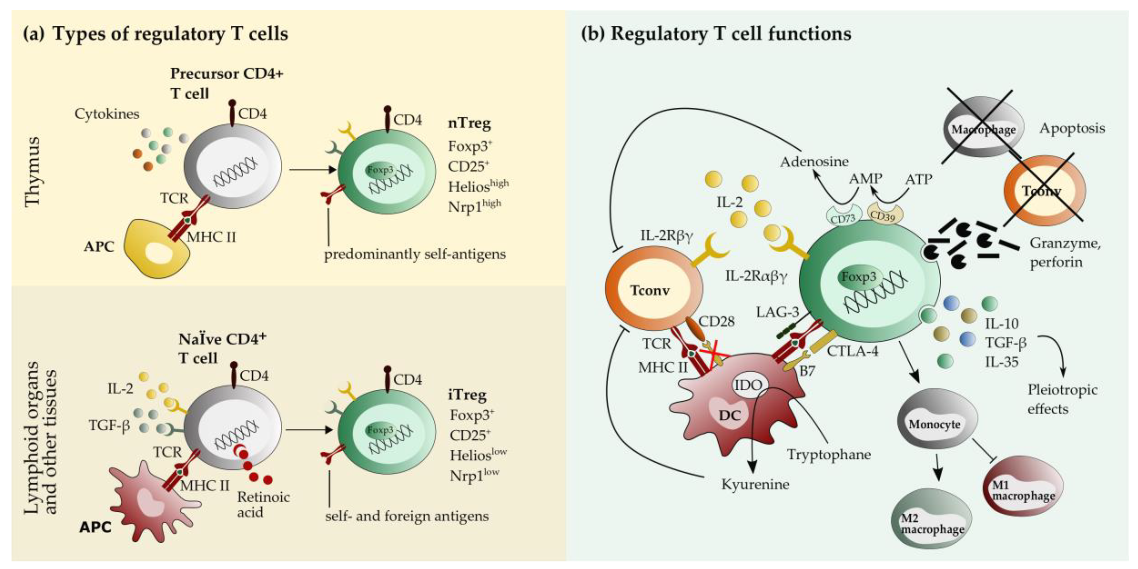 Regulatory T Cells Regulatory T Cells