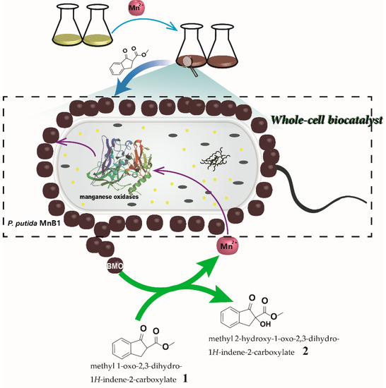 Manganese(II) Oxidizing Bacteria as Whole-Cell Catalyst for β-Keto ...