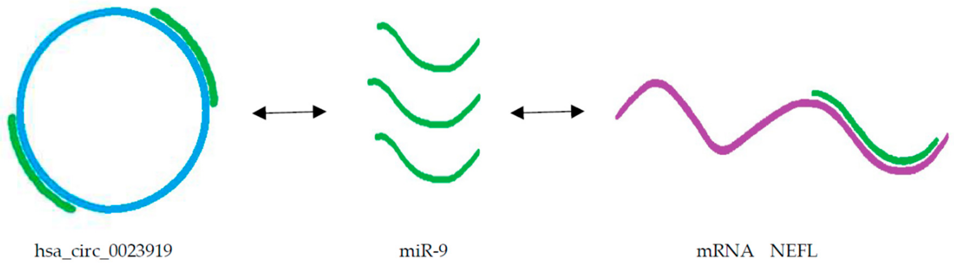 Circulating RNAs as Potential Biomarkers in Amyotrophic Lateral Sclerosis