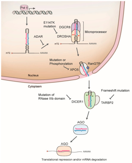 Regulatory Mechanism of MicroRNA Expression in Cancer