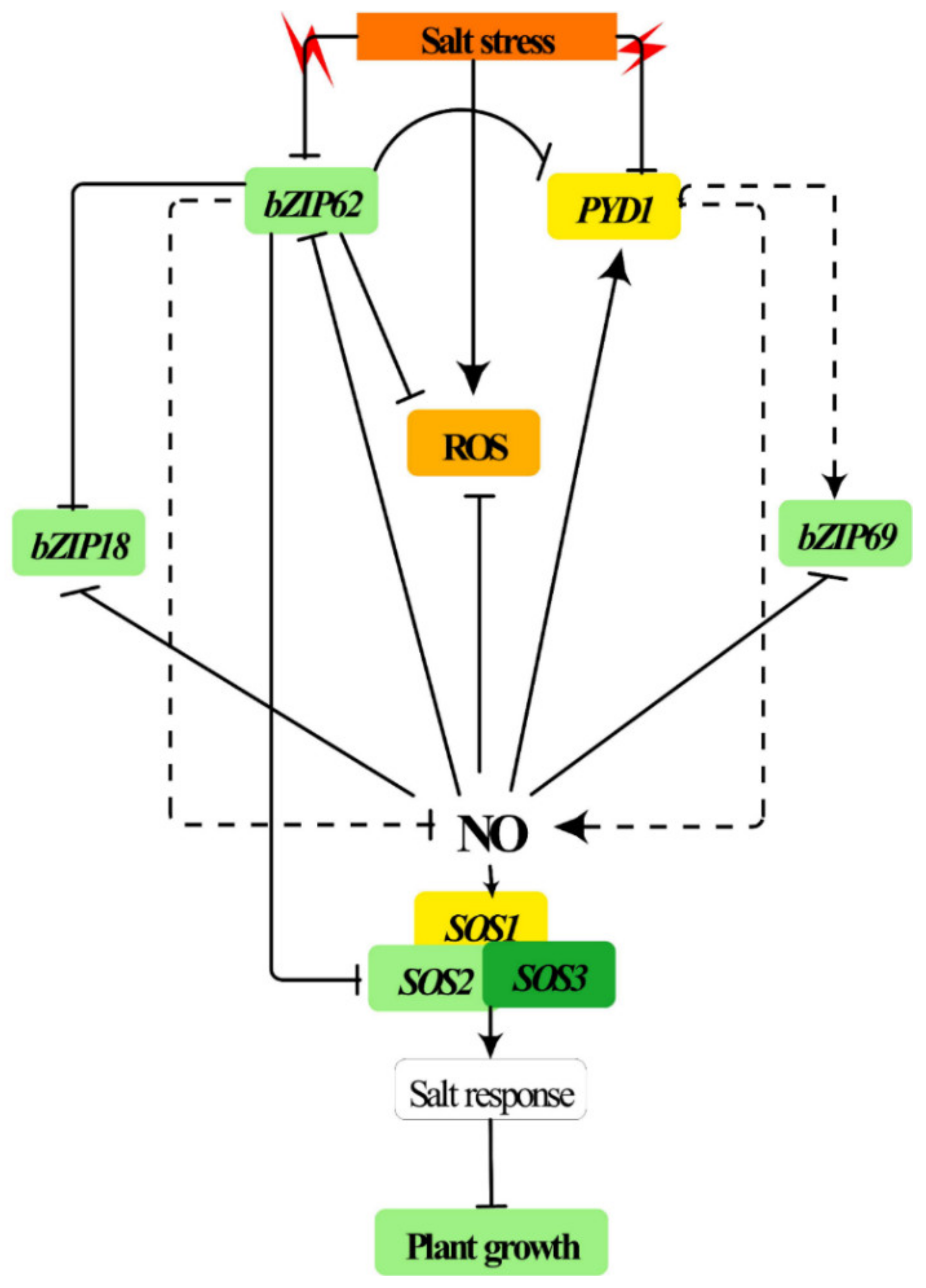Salinity Stress-Mediated Suppression of Expression of Salt Overly Sensitive Signaling Pathway ...
