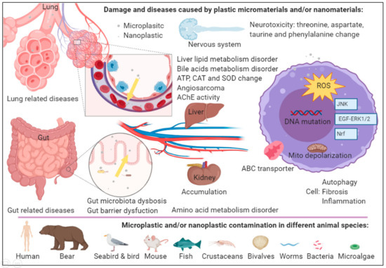 Potent Impact of Plastic Nanomaterials and Micromaterials on the Food ...