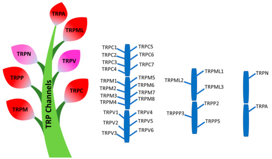Transient Receptor Potential Canonical (TRPC) Channels as Modulators of Migration and Invasion
