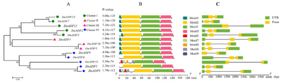 Genome-Wide Identification and Characterization of Actin-Depolymerizing ...