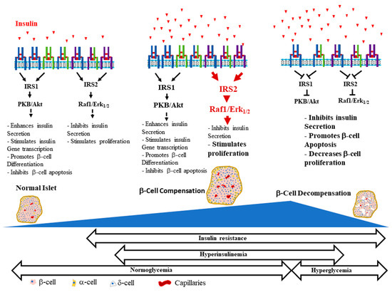 Insulin: The Friend and the Foe in the Development of Type 2 Diabetes ...