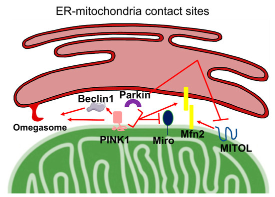 PINK1/Parkin Mediated Mitophagy, Ca2+ Signalling, and ER–Mitochondria ...