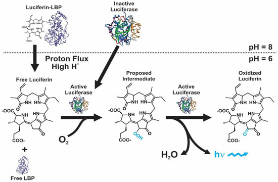 New Perspectives Related to the Bioluminescent System in ...