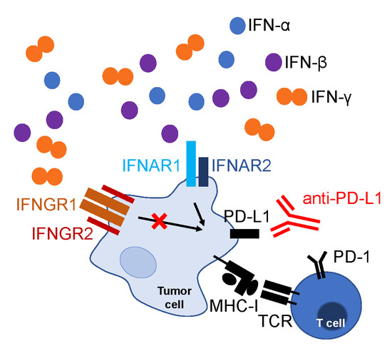 IJMS | Free Full-Text | Abrogation of IFN-γ Signaling May not Worsen ...