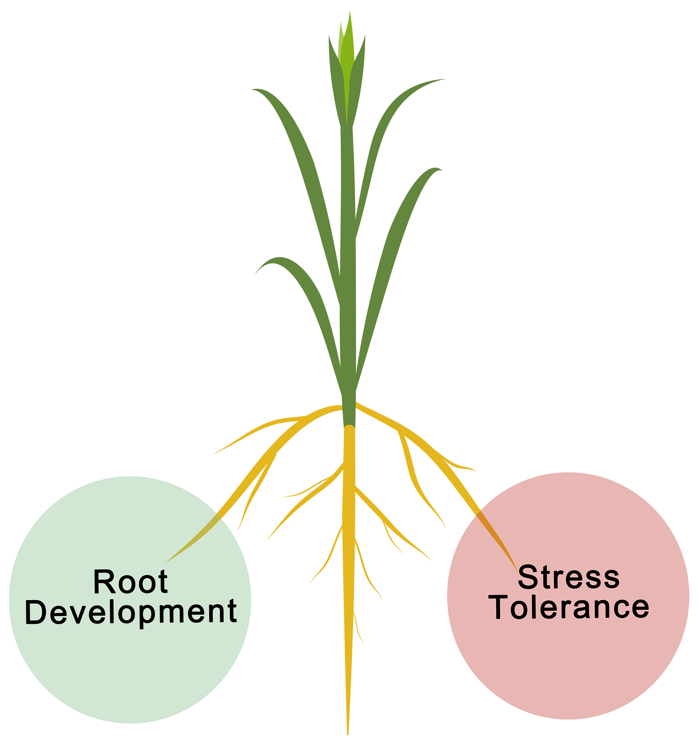 IJMS | Free Full-Text | Root Development and Stress Tolerance in rice ...