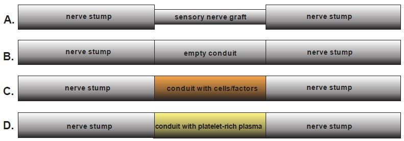 IJMS | Free Full-Text | Restoration of Neurological Function Following ...